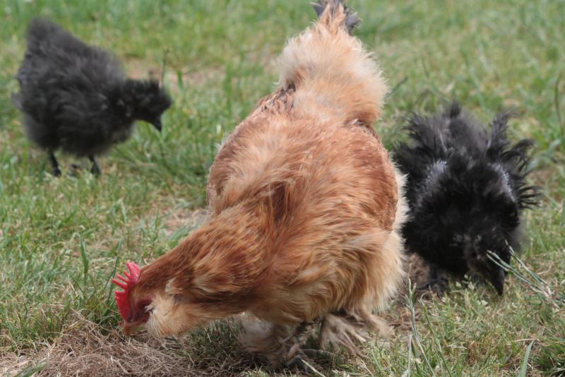 How to Start Raising Chickens: Five Welfare Needs - Backyard Poultry